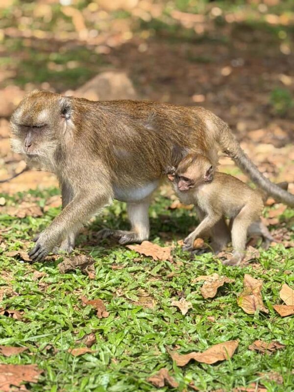 Khao Sok: Bamboo rafting, ancient cave temple, local farm. - What the Reviewers Say