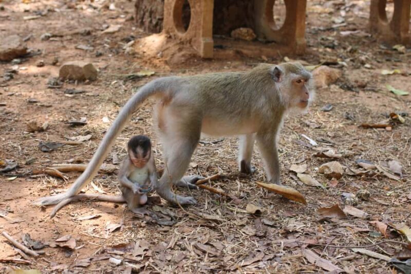 Khao Sok: Bamboo rafting, ancient cave temple, local farm. - Who Will Love This Tour?