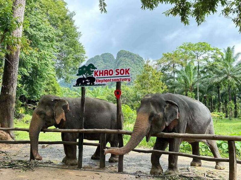 Khao Sok: Ethical Elephant Experience & Nature Walk - The Itinerary: What’s Included and Why It Matters