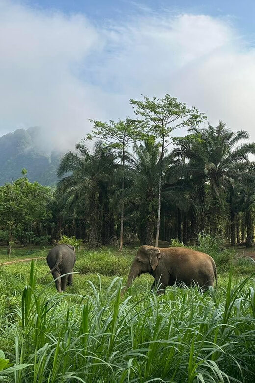 Khao Sok: Ethical Elephant Experience & Nature Walk - The Value Proposition: Why This Tour Is Worth Considering