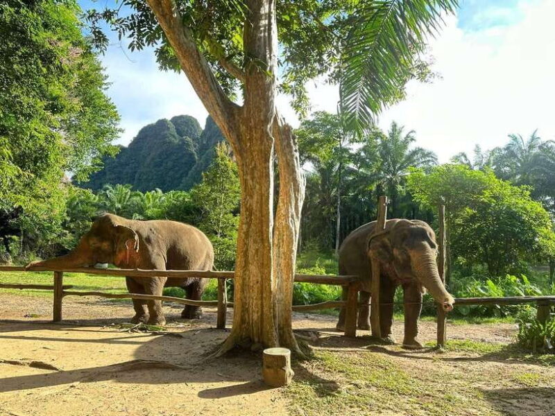 Khao Sok: Ethical Elephant Experience & Nature Walk - Who Will Love This Experience?