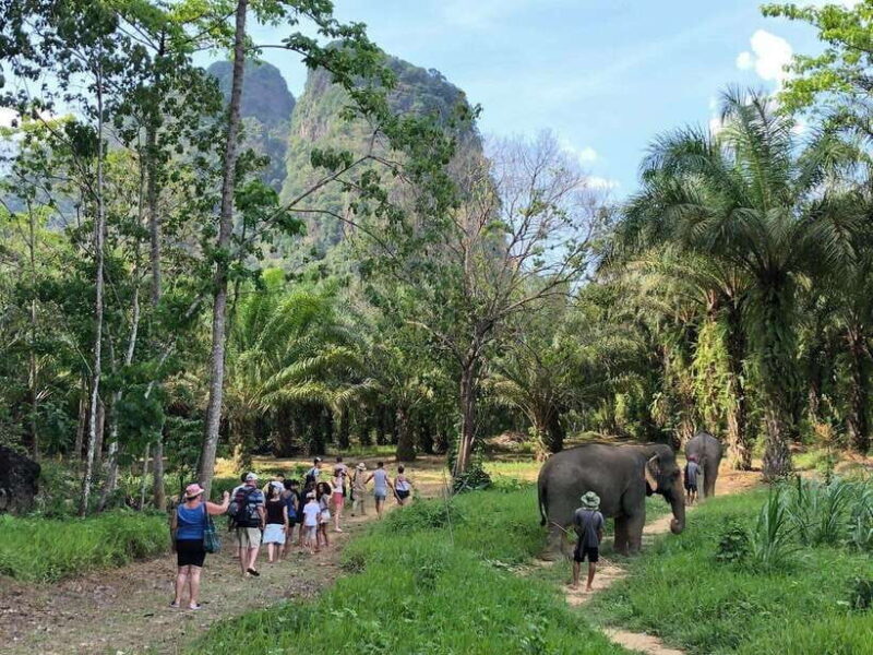 Khao Sok: Ethical Elephant Experience & Nature Walk - The Limitations and Considerations