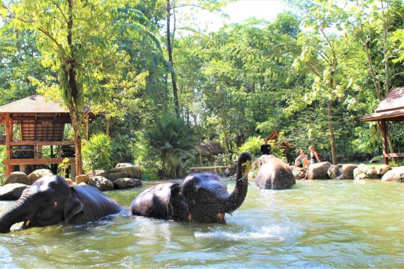 Khao Sok: Ethical Elephant Sanctuary Experience - Key Points