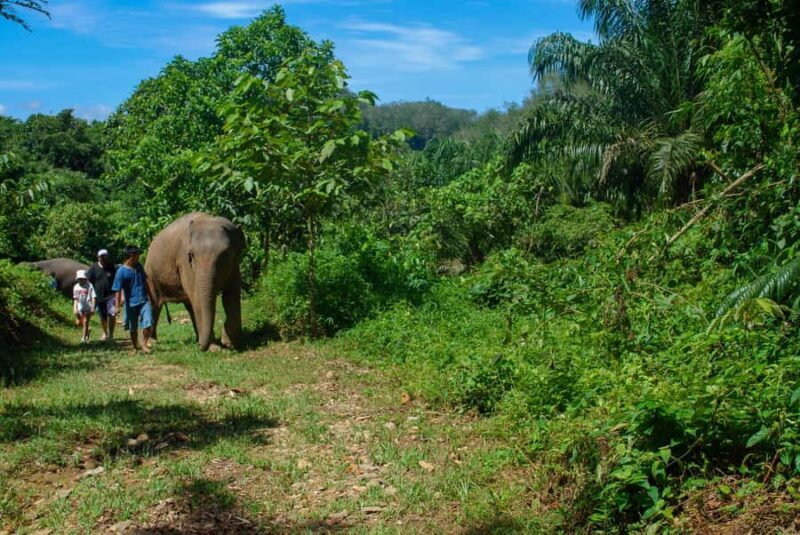 Khao Sok: Ethical Elephant Sanctuary Experience - An In-Depth Look at the Ethical Elephant Sanctuary Experience