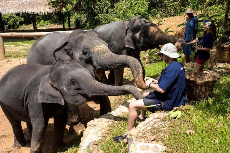 Khao Sok: Ethical Elephant Sanctuary Experience - The Sum Up