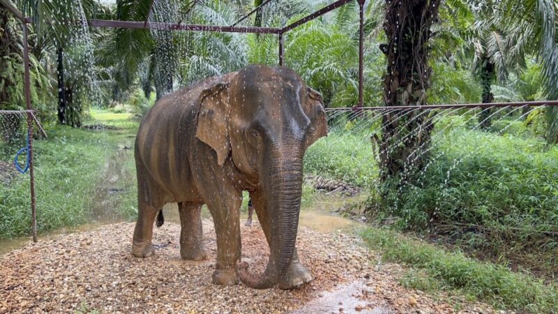 Khao Sok: Ethical Elephant Sanctuary Visit - In-Depth Review of the Khao Sok Elephant Sanctuary