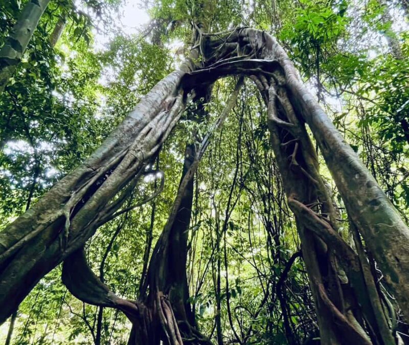 Khao Sok: Full-Day Ratchaprapha Dam Tour, Boat Trip & Lunch - Final Words