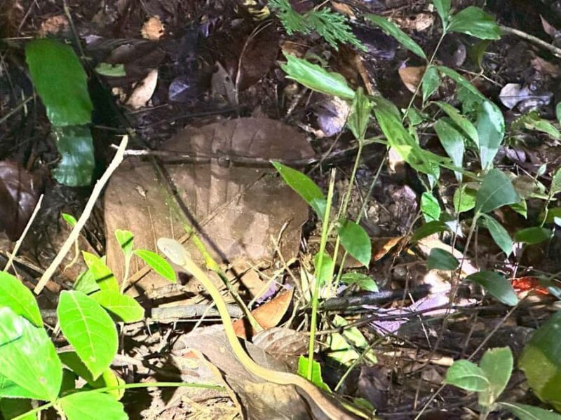 Khao Sok Jungle Sunset Wildlife Encounter & Bamboo Rafting - FAQs