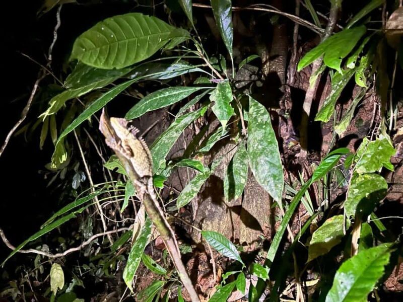 Khao Sok Jungle Sunset Wildlife Encounter & Bamboo Rafting - Final Thoughts