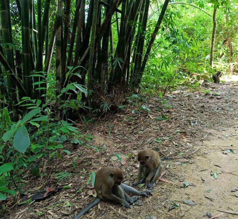 Khao Sok: Private Day Trekking, Jungle Dinner & Night Safari - Logistics and Practical Tips