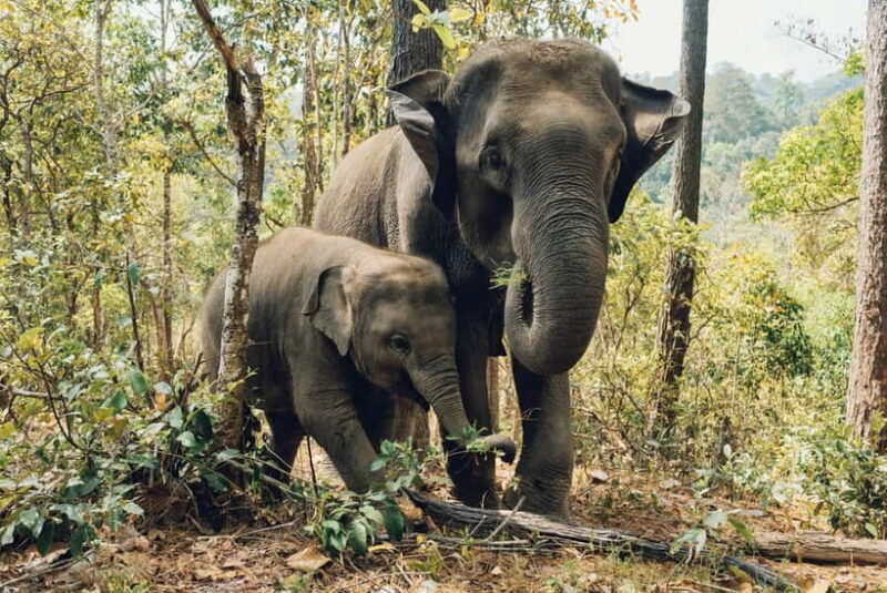 Khao Sok: Private Ethical Elephant Sanctuary Adventure - A Practical Look at the Tour