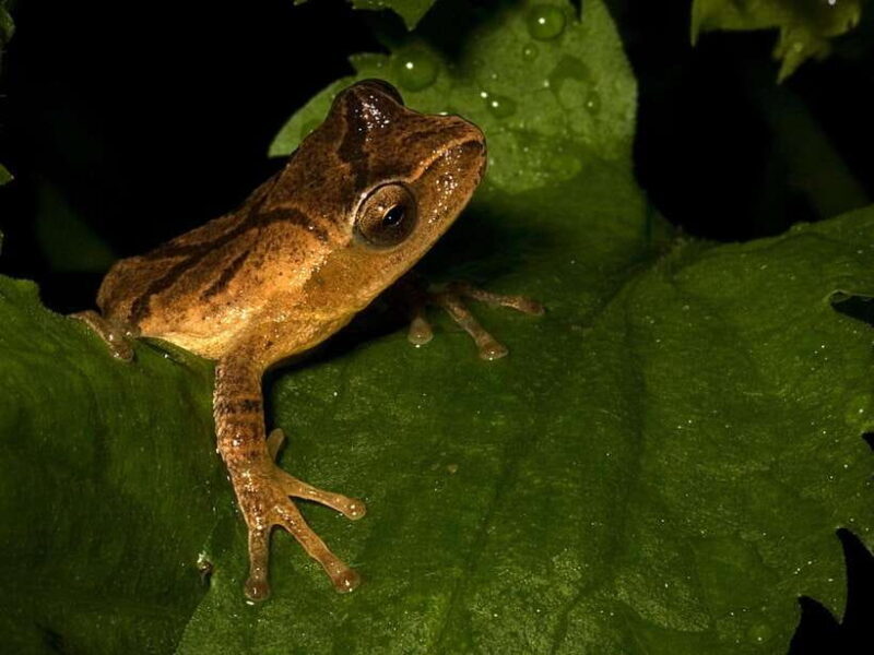 Khao Sok: Private Night Safari Adventure w/ Hotel Transfer - Reviews Overview