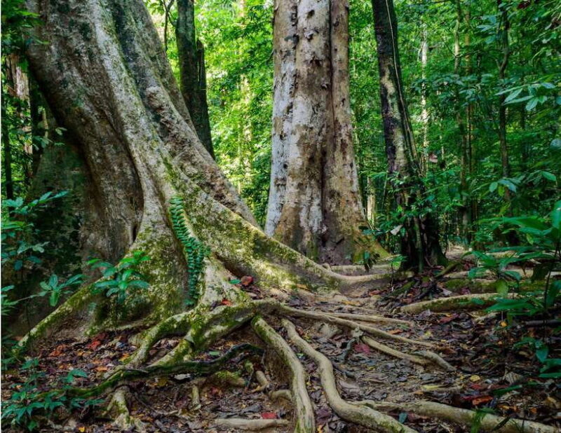 Khao Sok: Private Waterfalls and Wildlife Half-Day Trek - FAQ