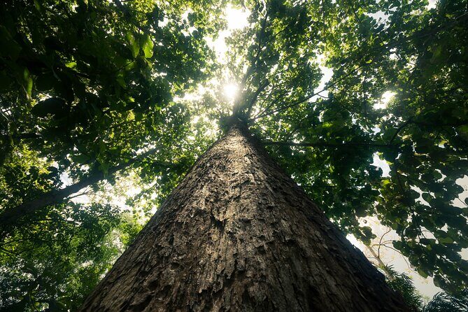 Khao Sok Rainforest | Hiking & Bamboo Rafting - Summary