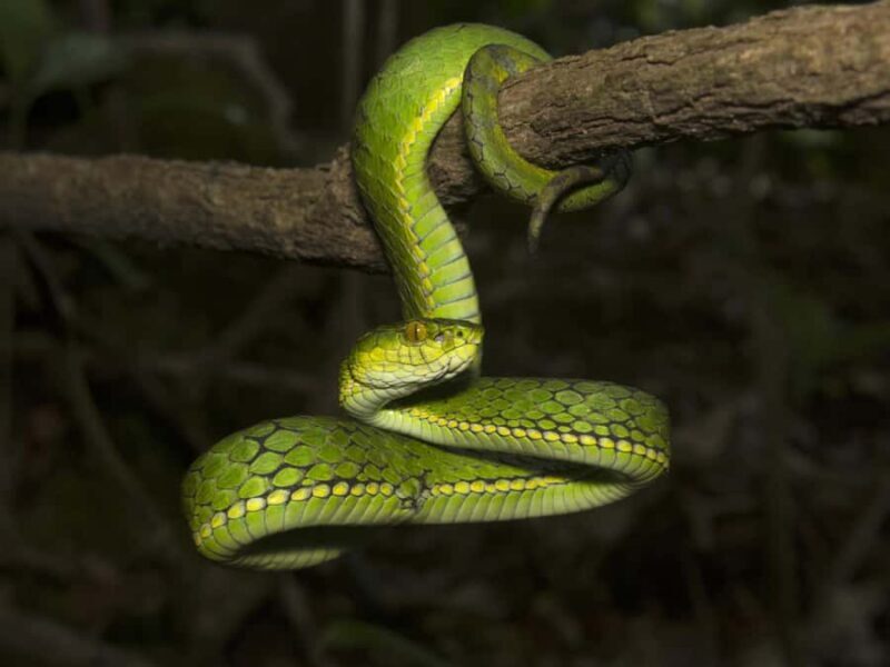 Khao Sok: Sunrise Wildlife Trek with Jungle Breakfast - FAQ