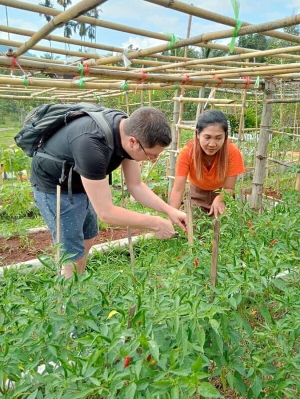 Khao Sok: Thai Cooking Class with Organic Farm and Pickup - Practical Considerations