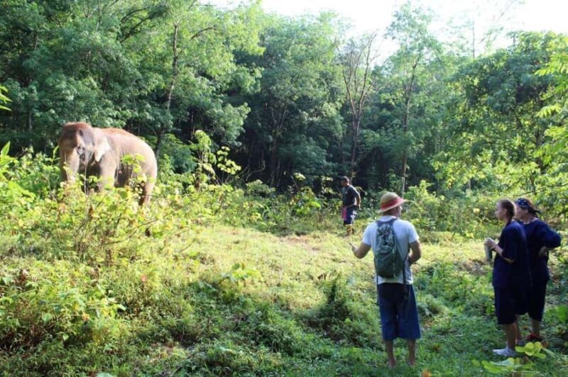 Khao Sok: Unique Dawn Ethical Elephant Sanctuary Experience - Authenticity and Ethical Commitment