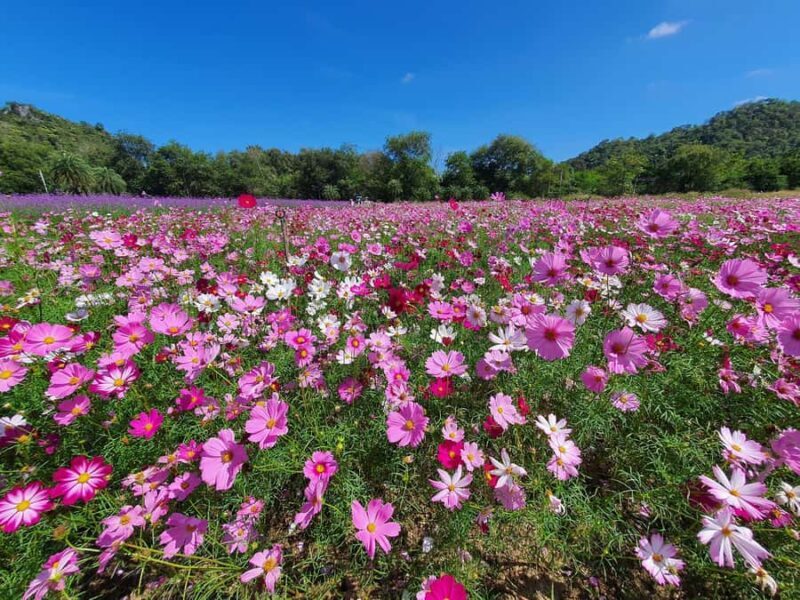 Khao Yai: All-Time Favorites Private Car Tour from Bangkok - Practical Details and What You Can Expect