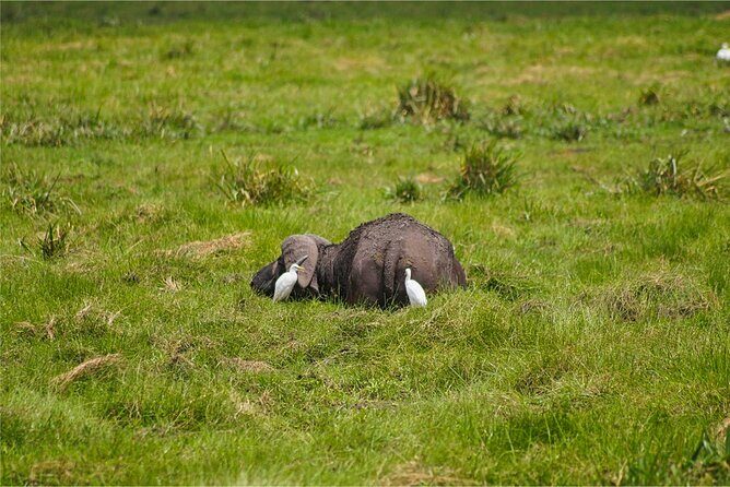 Khao Yai Bat Caves & Night Safari Adventure 3D/2N - Final Thoughts: Who Is This Tour Best For?