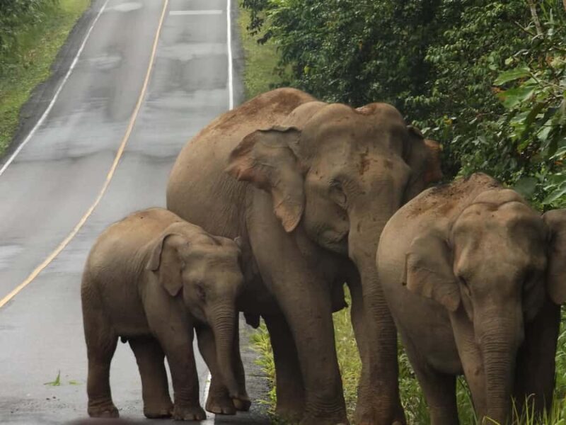 Khao Yai National Park: 2-Day Private Tour from Bangkok - An Honest Look at the Khao Yai 2-Day Private Tour