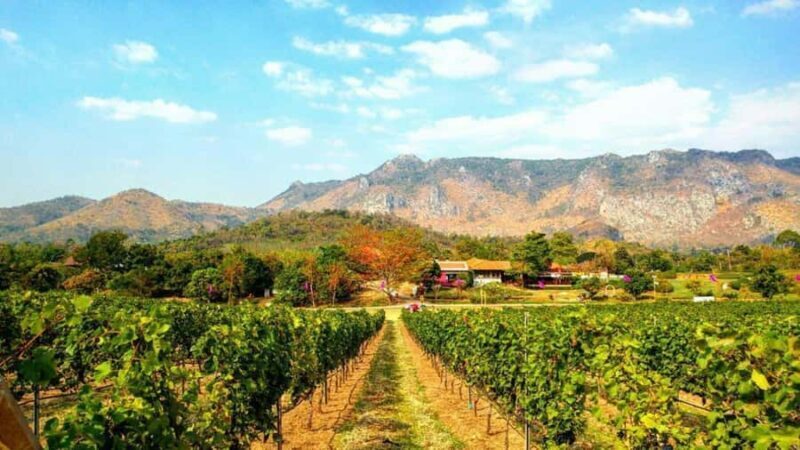 Khao Yai Vineyard Tasting Tour & Horse Farm Visit - An In-Depth Look at the Tour Experience