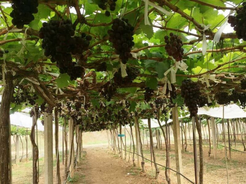 Khao Yai Vineyard Tasting Tour & Horse Farm Visit - The Sum Up
