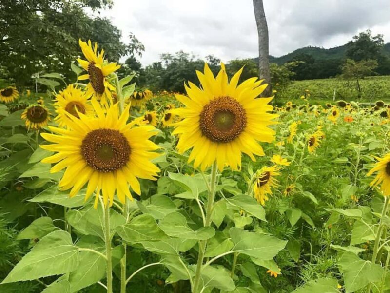 Khao Yai Vineyard Tasting Tour & Horse Farm Visit - FAQ