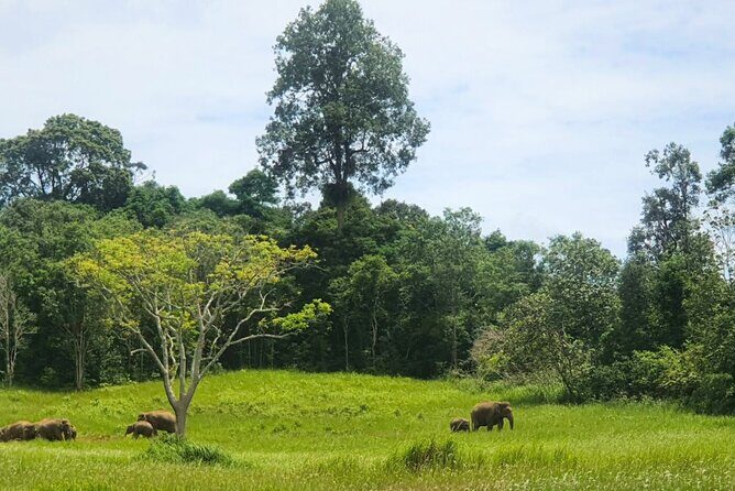 Khao Yai Waterfalls and Wilderness Private Chartered Tour - Key Points