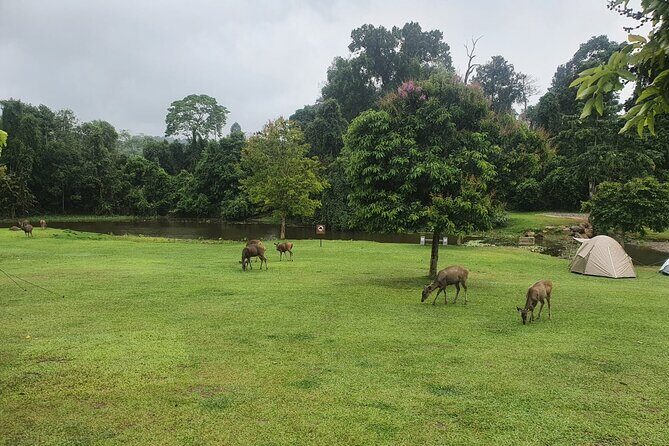 Khao Yai: Waterfalls, Deer Spotting & Jungle Walks Day Tour - FAQ