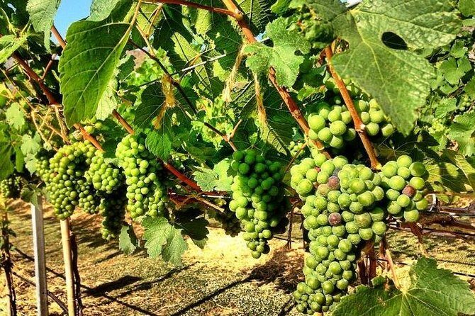 Khao Yai Winery - Vineyard Tours & Animal Lover with Horse Farm - Khao Yai Winery - Vineyard Tours & Animal Lover with Horse Farm: An Honest Look