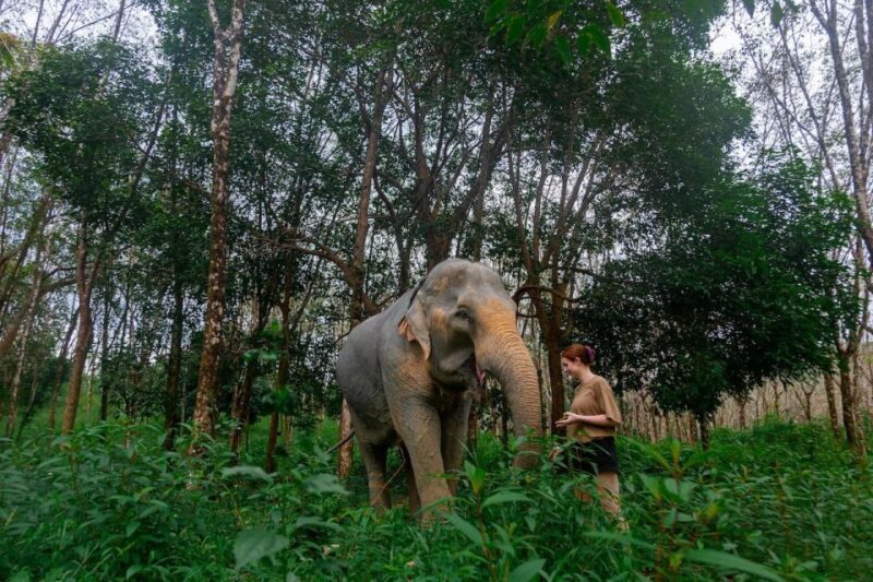Khaolak: Begin the Day with Elephants - Walk and Feed Tour - The Value Proposition