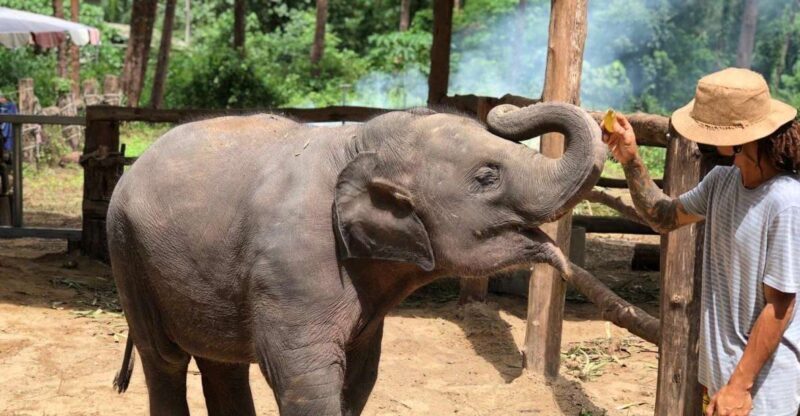 Khaolak: Elephant Interaction in Sanctuary with Bamboo Raft - Cultural and Historical Insights