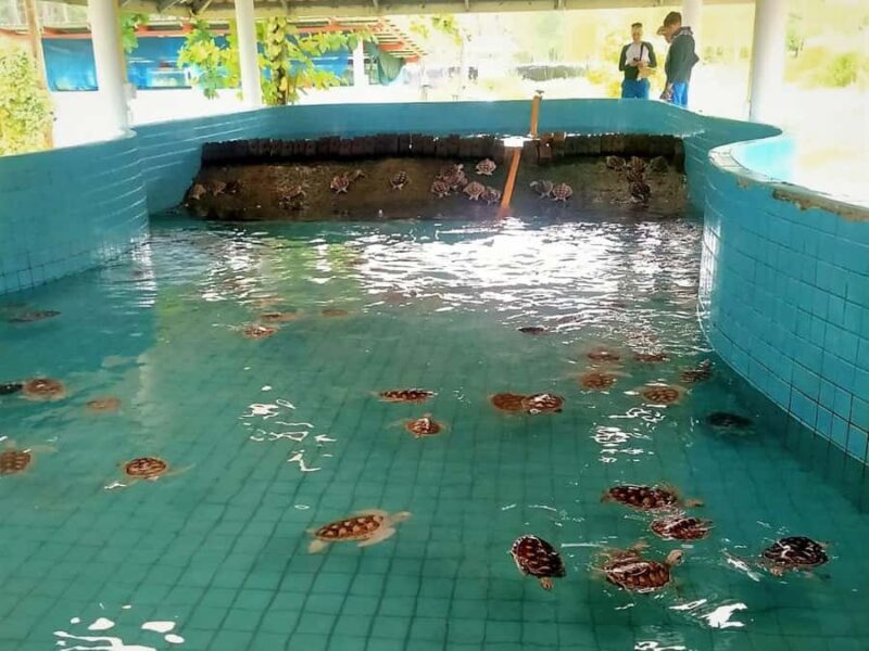 Khaolak: Elephant Interaction in Sanctuary with Bamboo Raft - Getting Up Close with Elephants