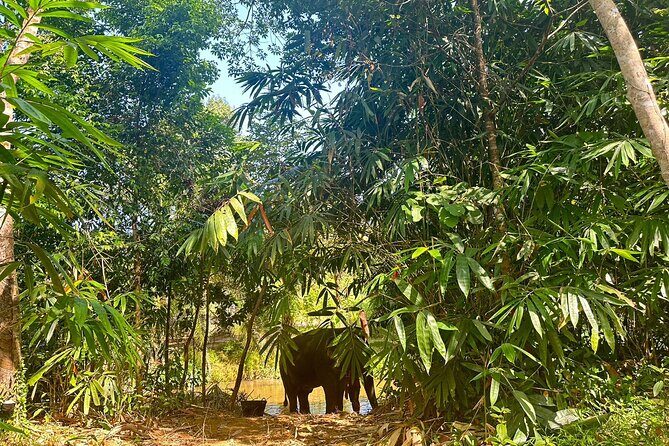 Khaolak Elephant Sanctuary, Cooking Class and Waterfall Tour - Final Thoughts