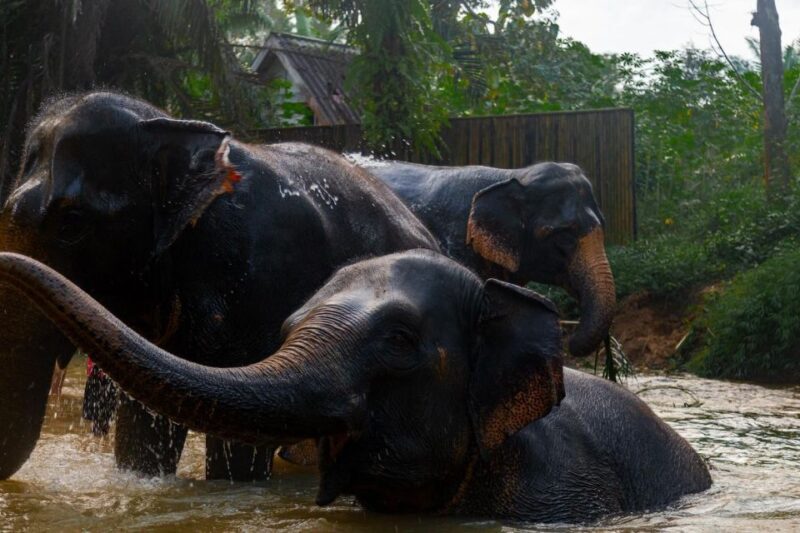 Khaolak: Elephant Sanctuary Guided Tour with Hotel Transfers - FAQs