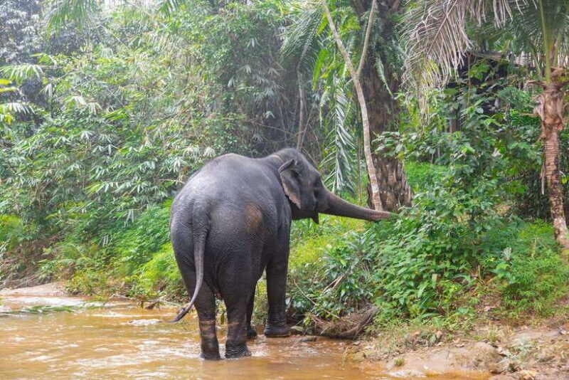 Khaolak: Elephant Sanctuary Guided Tour with Hotel Transfers - An Introduction to the Experience