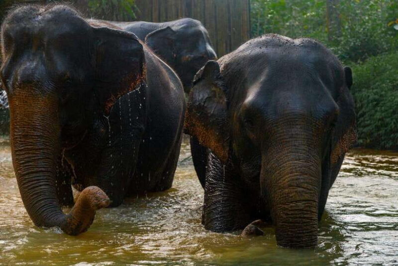 Khaolak: Elephant Sanctuary Guided Tour with Hotel Transfers - Deep Dive into the Itinerary