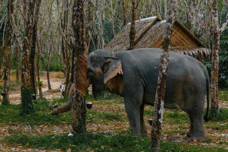 Khaolak: Elephant Sanctuary Guided Tour with Hotel Transfers - The Value of This Tour