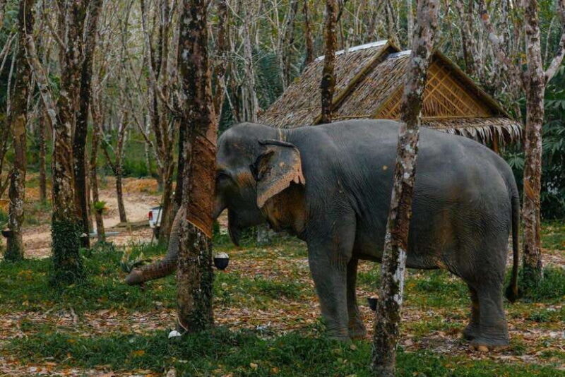 Khaolak: Elephant Sanctuary Guided Tour with Hotel Transfers - Who Will Love This Tour?