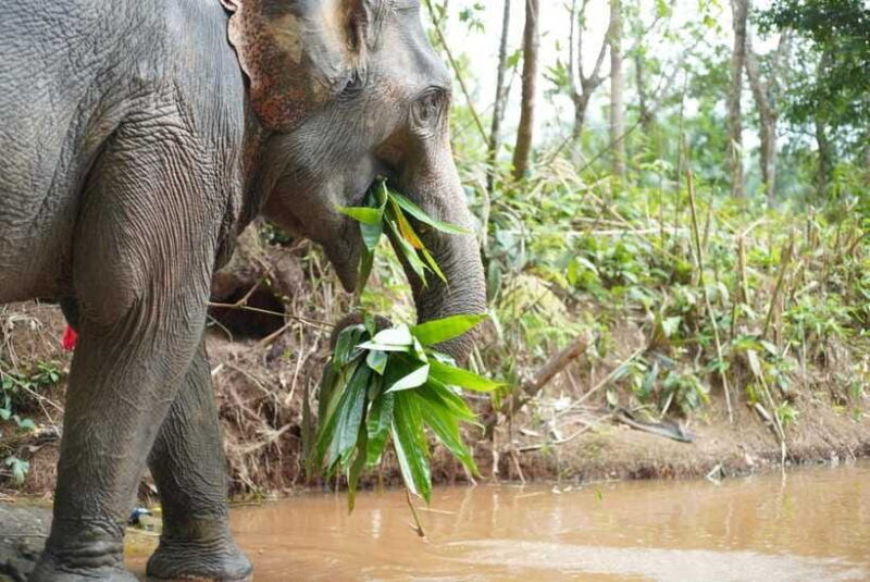 Khaolak: Elephant Sanctuary Guided Tour with Hotel Transfers - Practical Tips for Participants