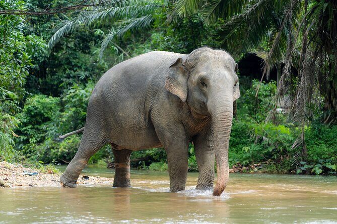Khaolak Elephant Sanctuary Visit & River Tubing Tour - Key Points