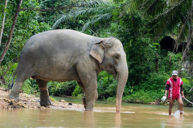 Khaolak Elephant Sanctuary Visit & River Tubing Tour - An Introduction to the Tour Experience