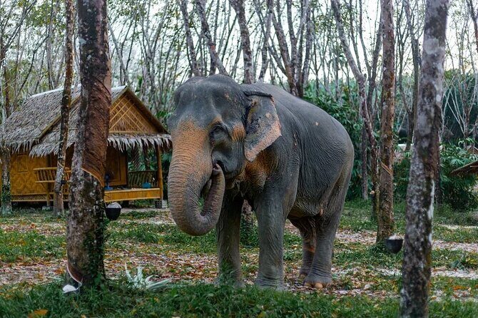 Khaolak Ethical Elephant Sanctuary Overnight Program - Key Points