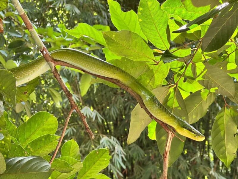 Khaolak: Little Amazon and Wat Khongkha Phimuk (Half Day) - Who Will Love This Tour?