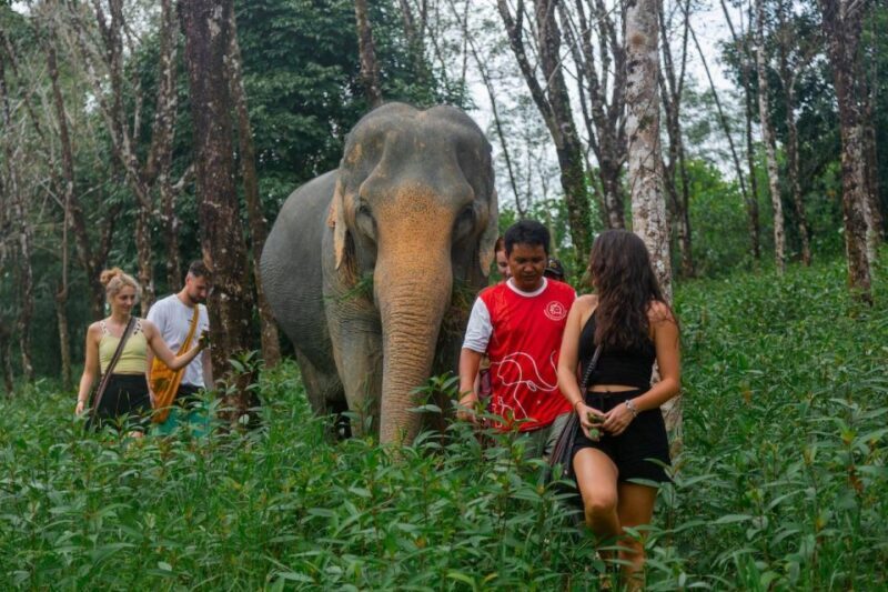 Khaolak: Sunset Elephant Walk with Complimentary Cocktail - Who Will Love This Tour?