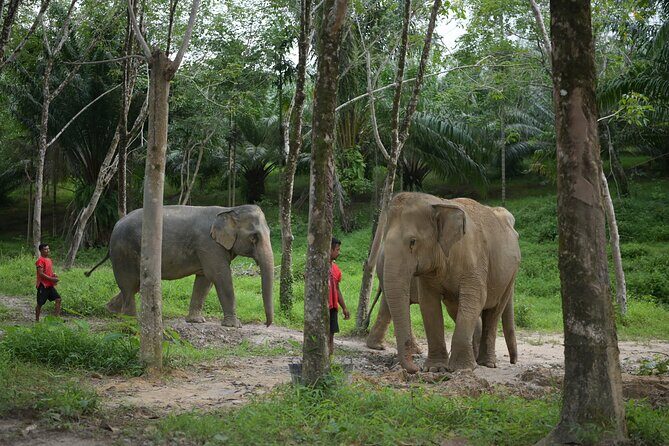 Khaolak Wild Ride and Gentle Giants Experience - Final Recommendation