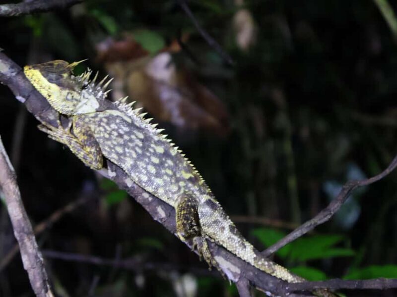 Khaosok Bamboo Raft & Night Safari (From Khaolak) - Key Points