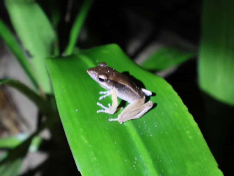 Khaosok Bamboo Raft & Night Safari (From Khaolak) - The Journey Begins: Pickup and Scenic Drive