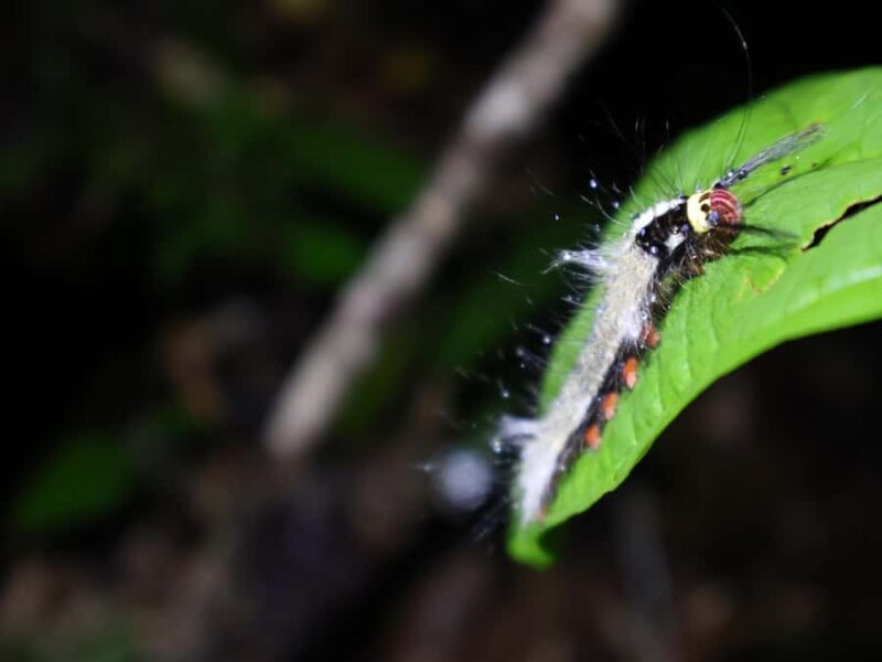 Khaosok Bamboo Raft & Night Safari (From Khaolak) - Evening: Night Safari in Khaosok National Park