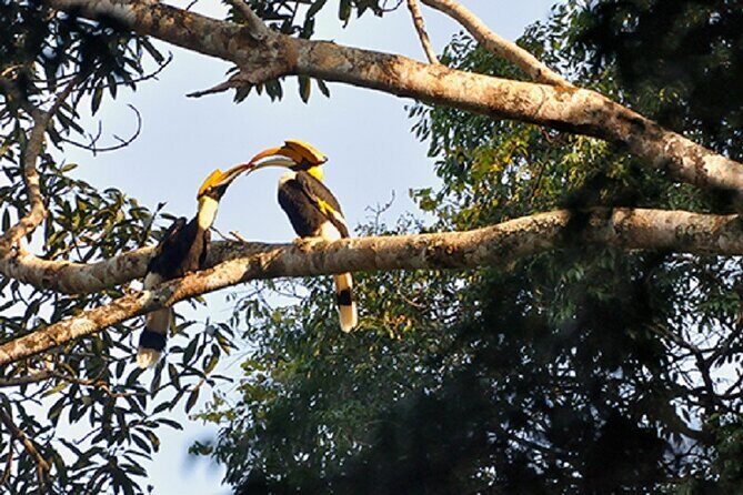 Khaosok Jungle Exploration from Khaolak - Who Should Consider This Tour?